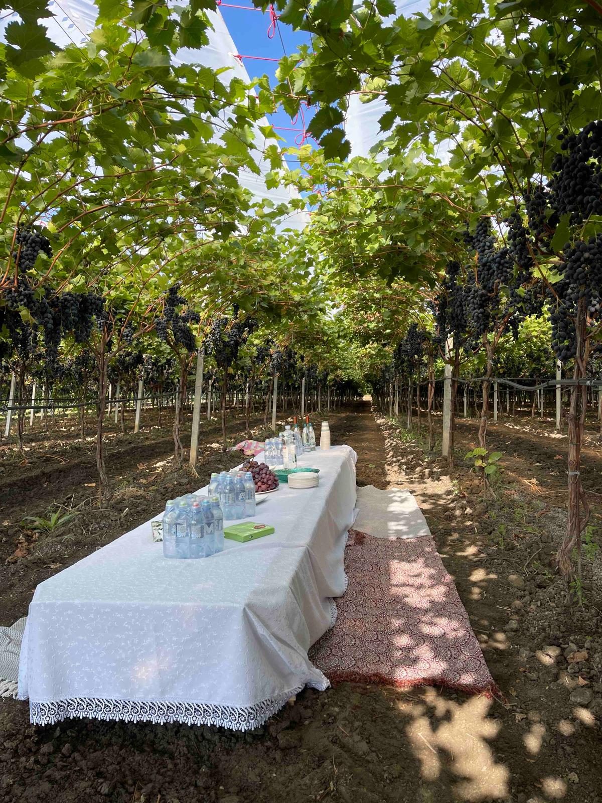 Table Grapes Moldova | #1 Grapes Producer Moldova | Frudova