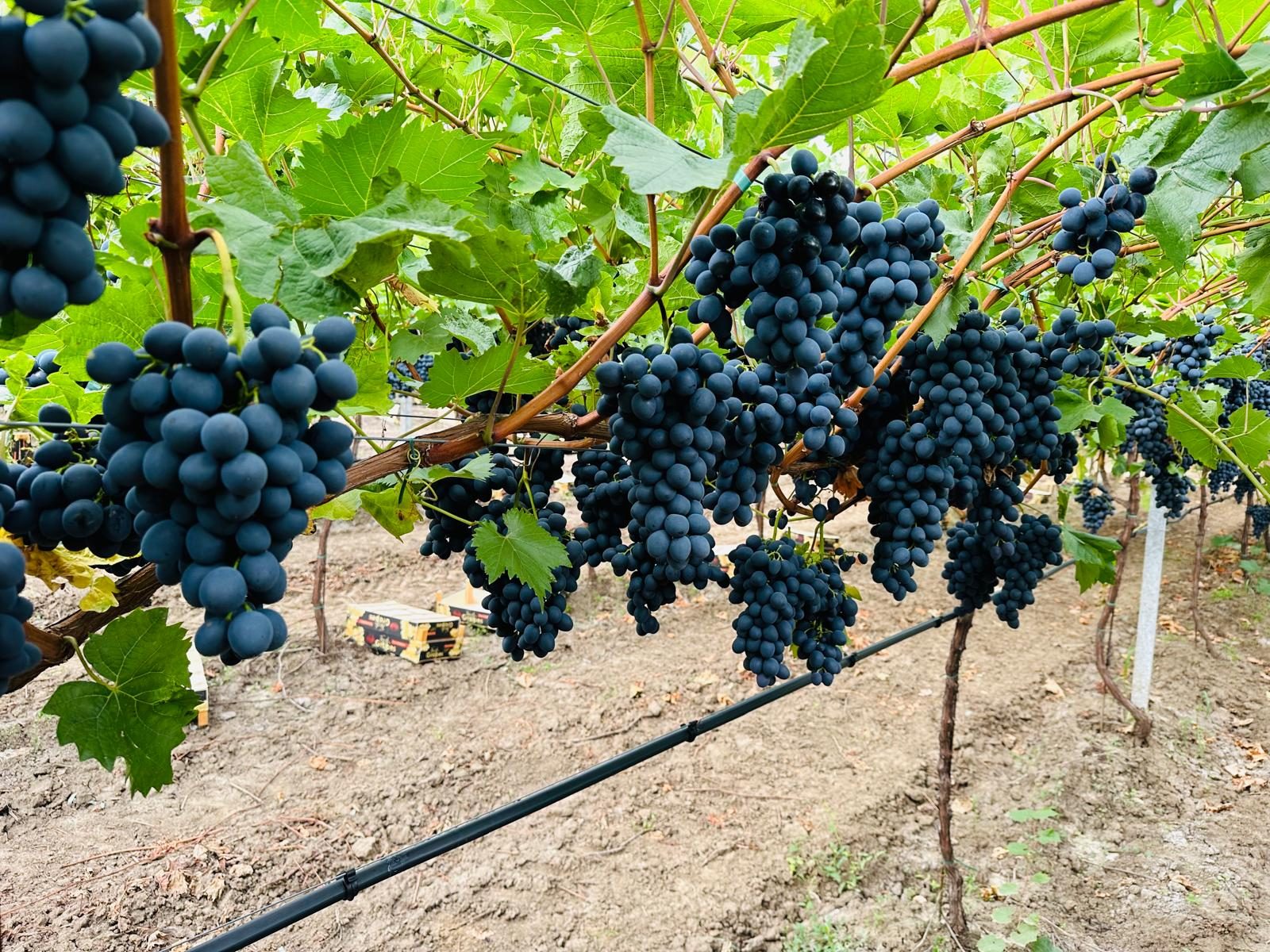 Table Grapes Moldova | #1 Grapes Producer Moldova | Frudova